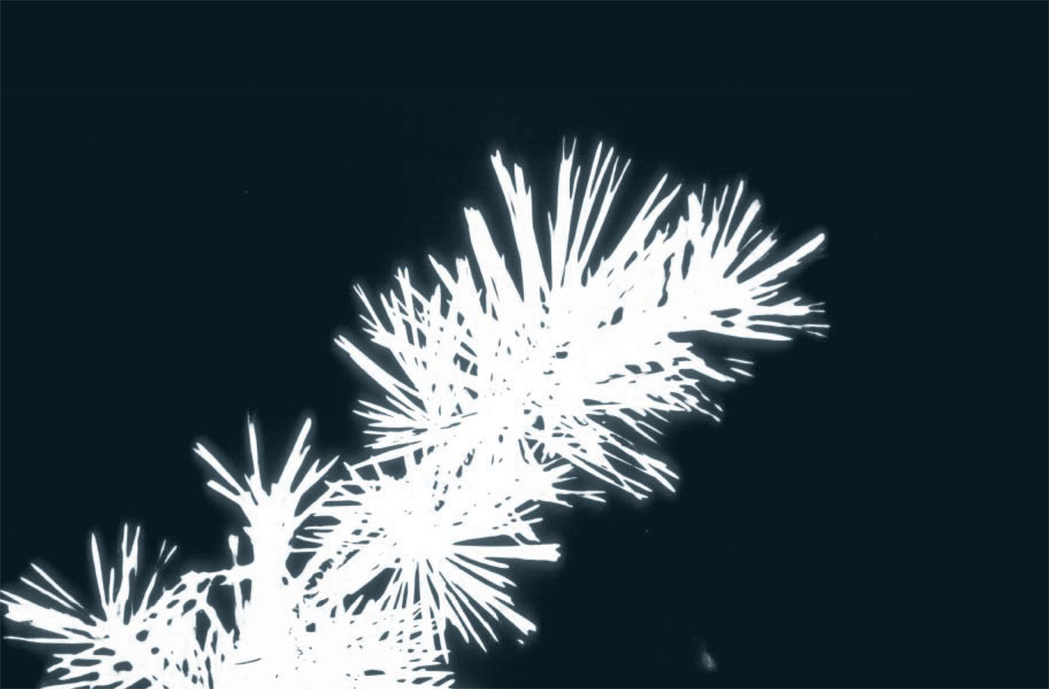 Phill Niblock, minimalist composer and intermedia artist